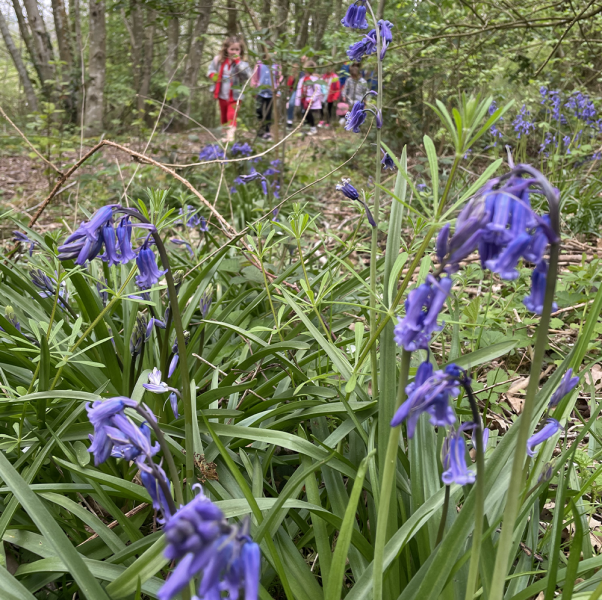 Mystole Campsite - Girlguiding Kent East